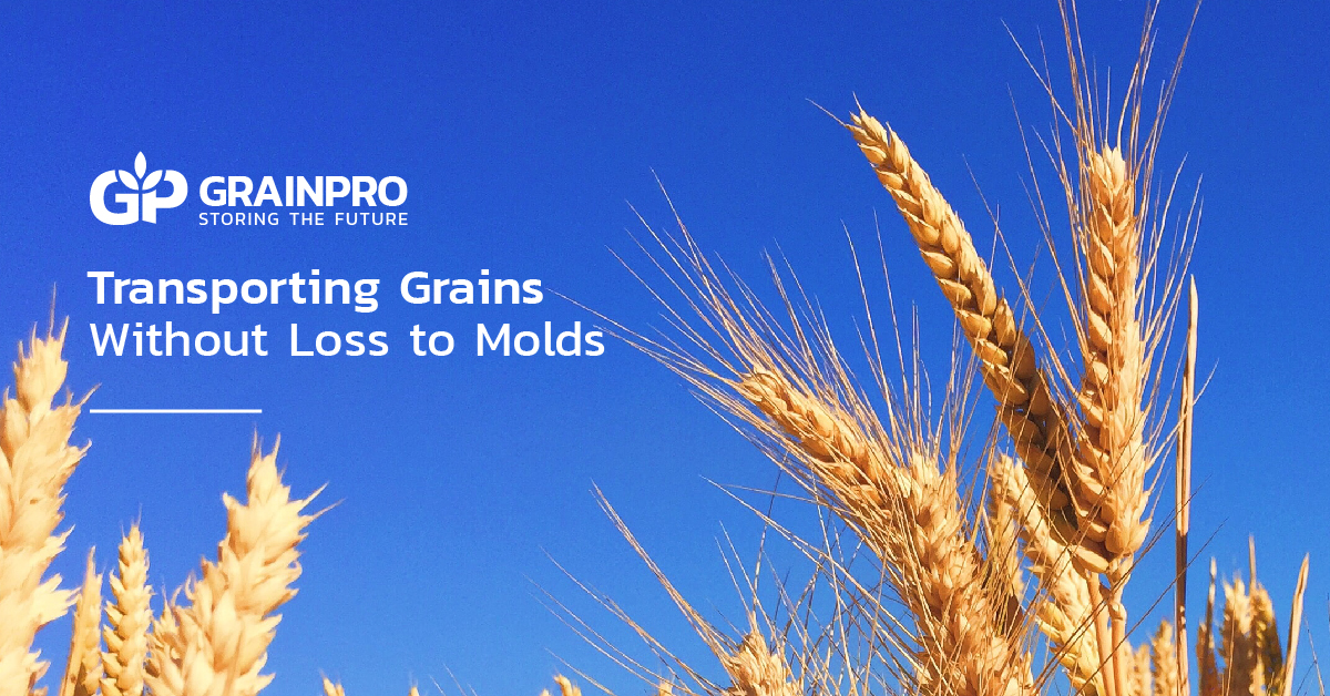 Transporting Grains Without Loss to Molds